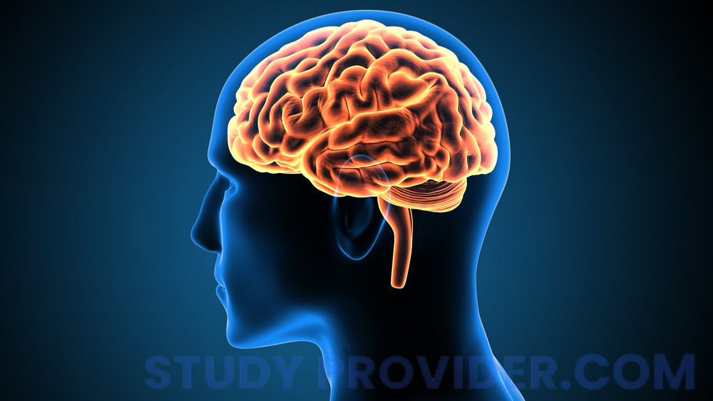 What Happens With Brain When a Person Die? Clinical Death and Brain ...